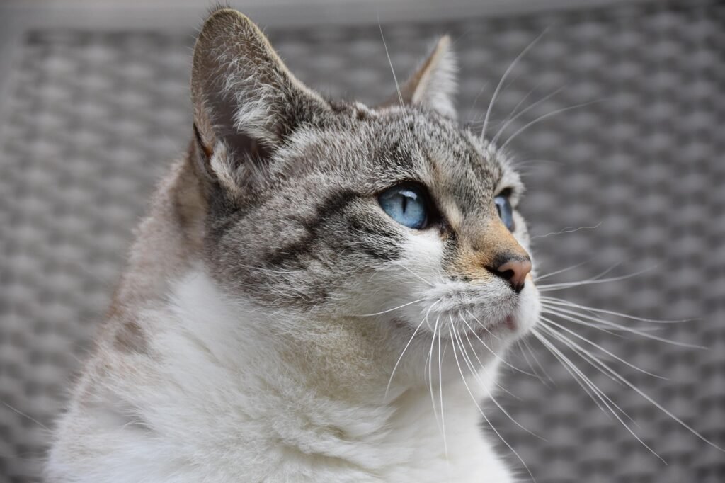 Windsor Vet Services | Expert Care at Lutwyche Veterinary Surgery